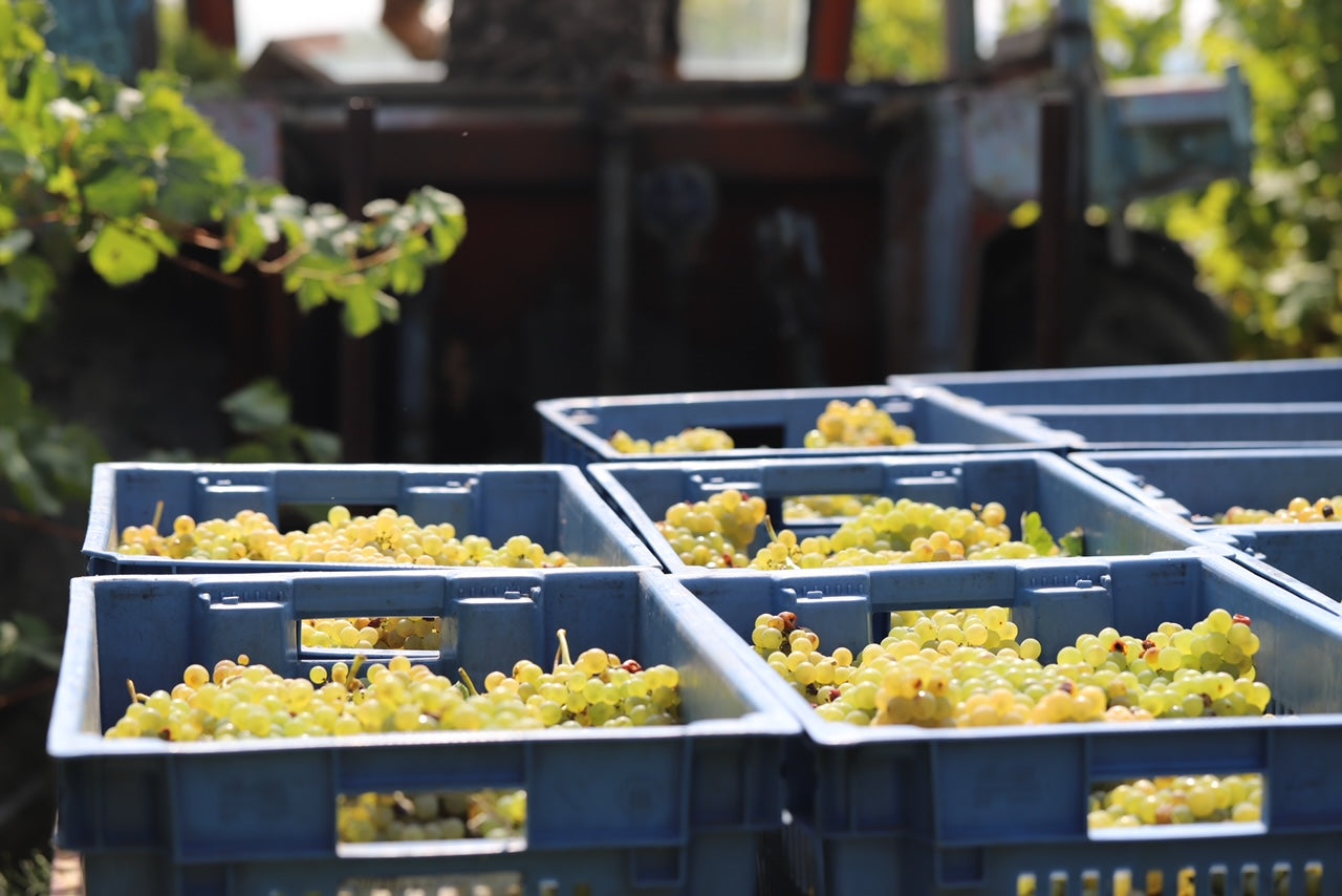 Verdicchio grape: everything you should know about the King of Marche ...